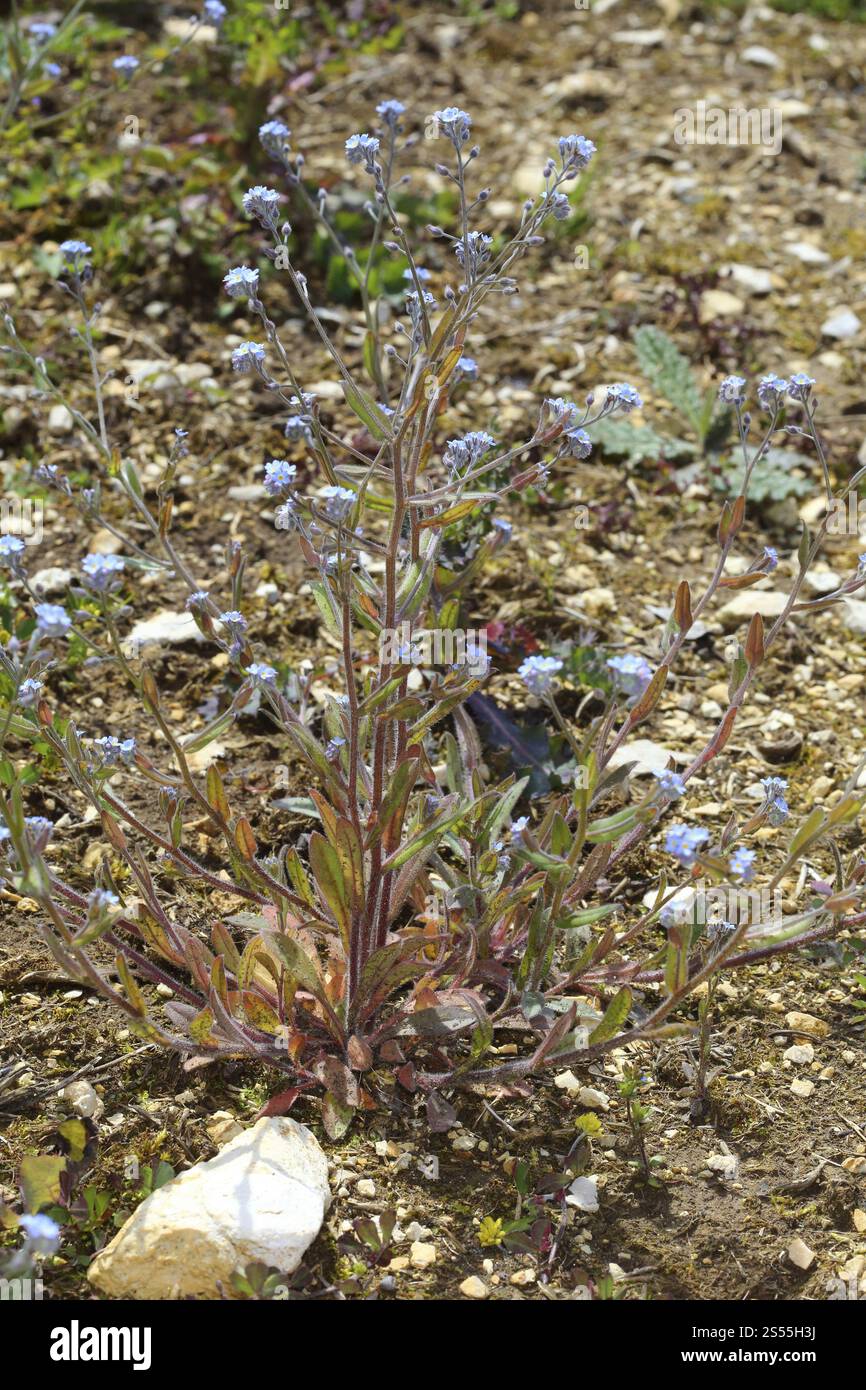 Myosotis arvensis, field forget-me-not, field forget-me-not Stock Photo ...