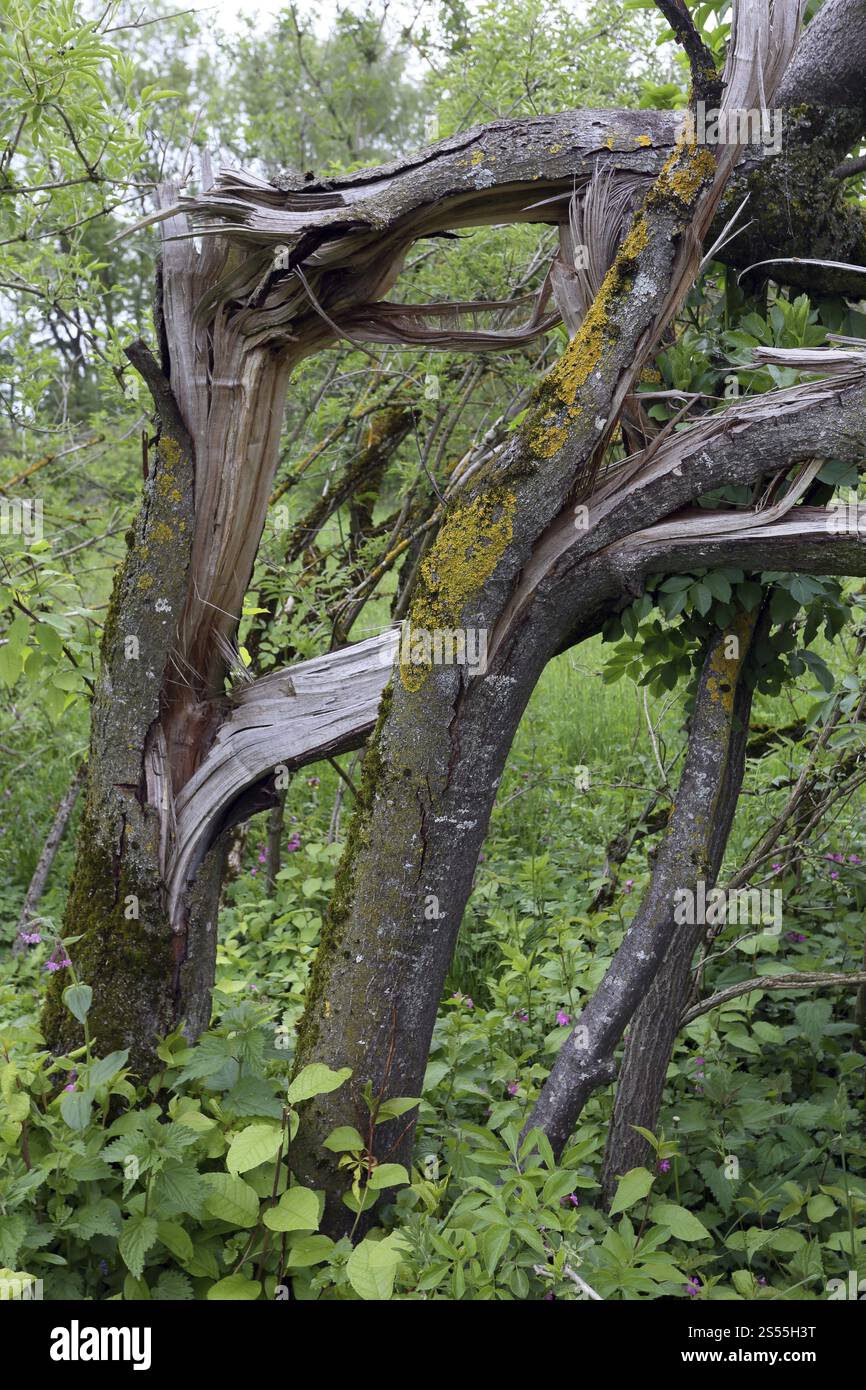 Snapped trees hi-res stock photography and images - Alamy