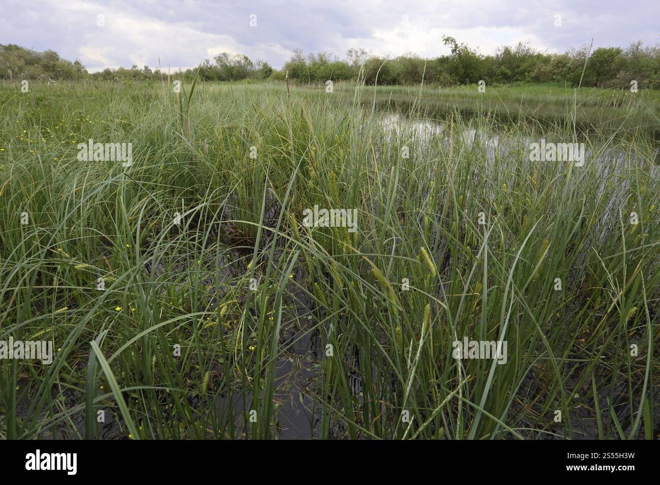 Bog pond with beaked sedge, Carex rostrata Stock Photo - Alamy