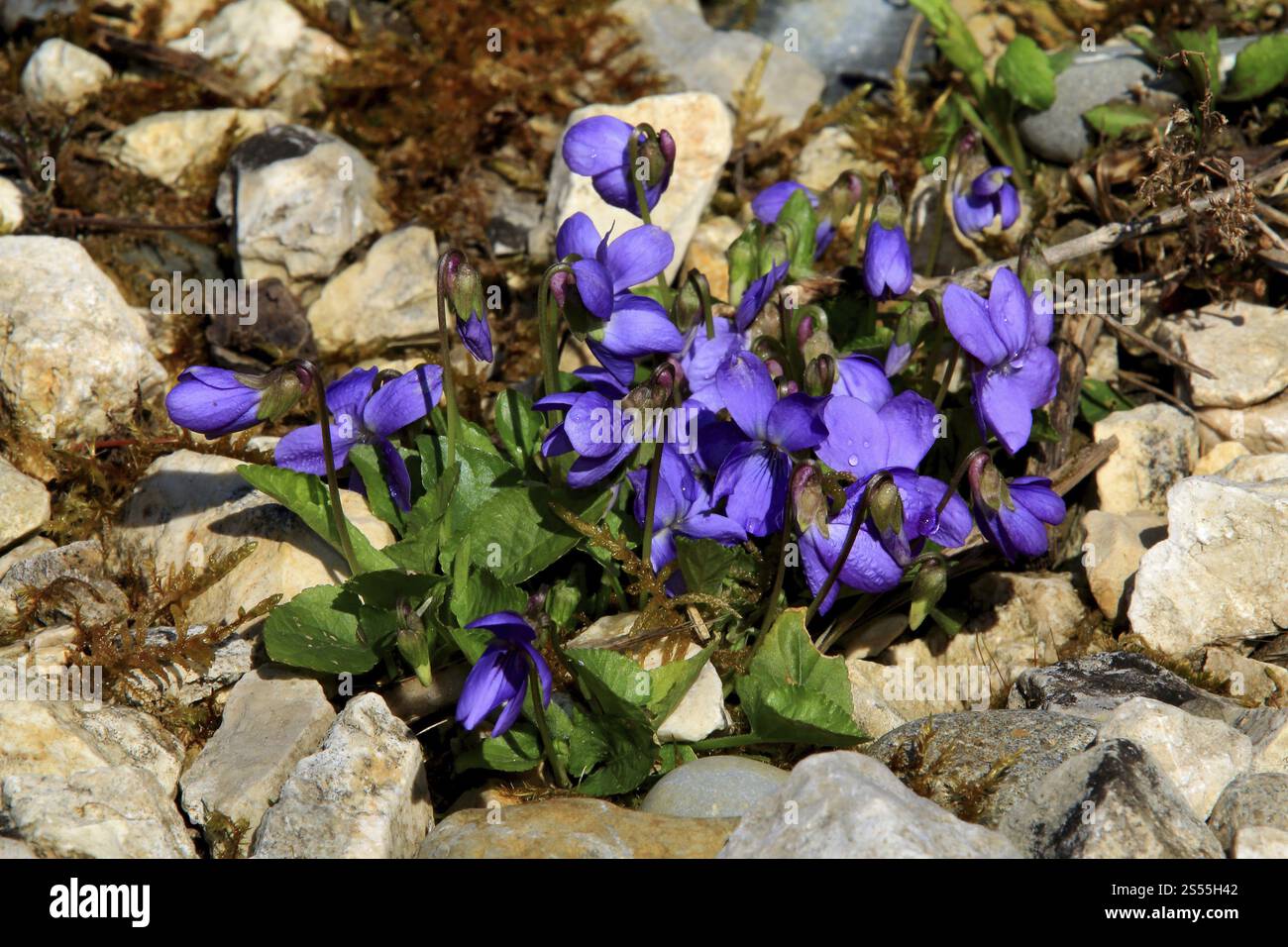 Wood violet, Viola odorata, March violet Stock Photo - Alamy
