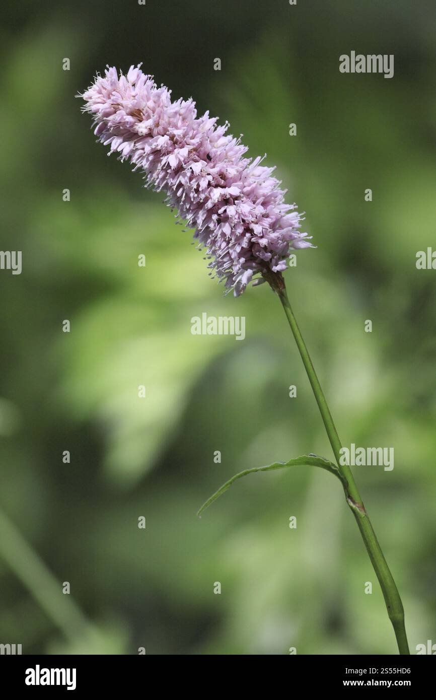 Snake knotweed, Polygonum bistorta Stock Photo - Alamy
