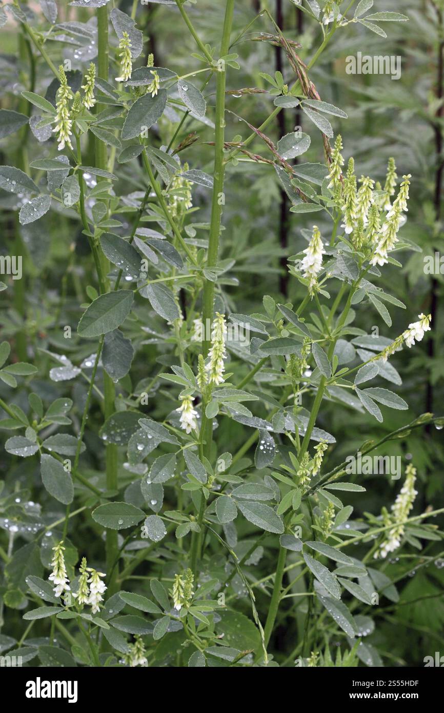 Bokhara clover, Melilotus albus Stock Photo - Alamy