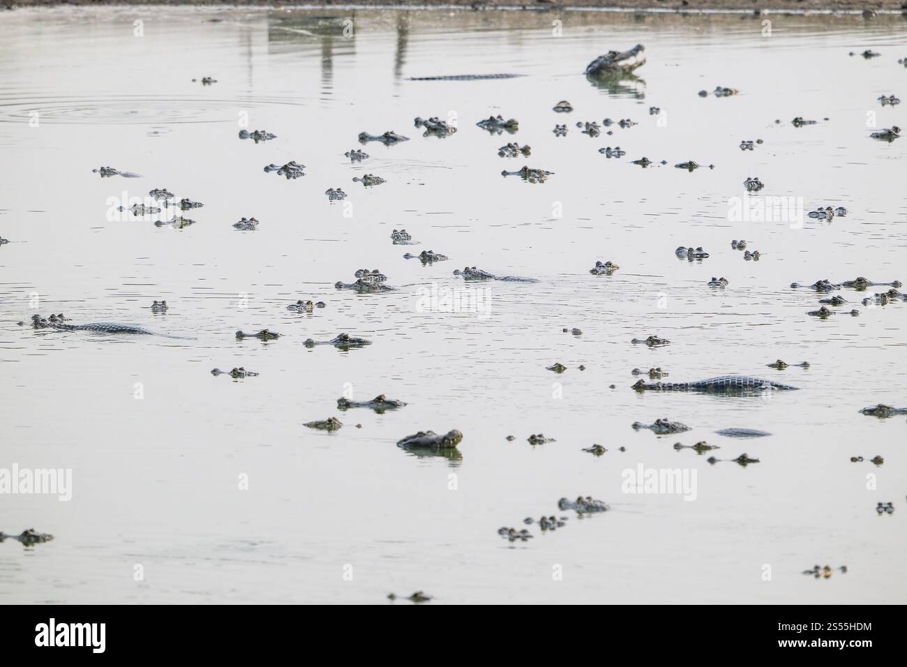 Spectacled caiman (Caiman crocodilus yacara), Crocodile (Alligatoridae ...