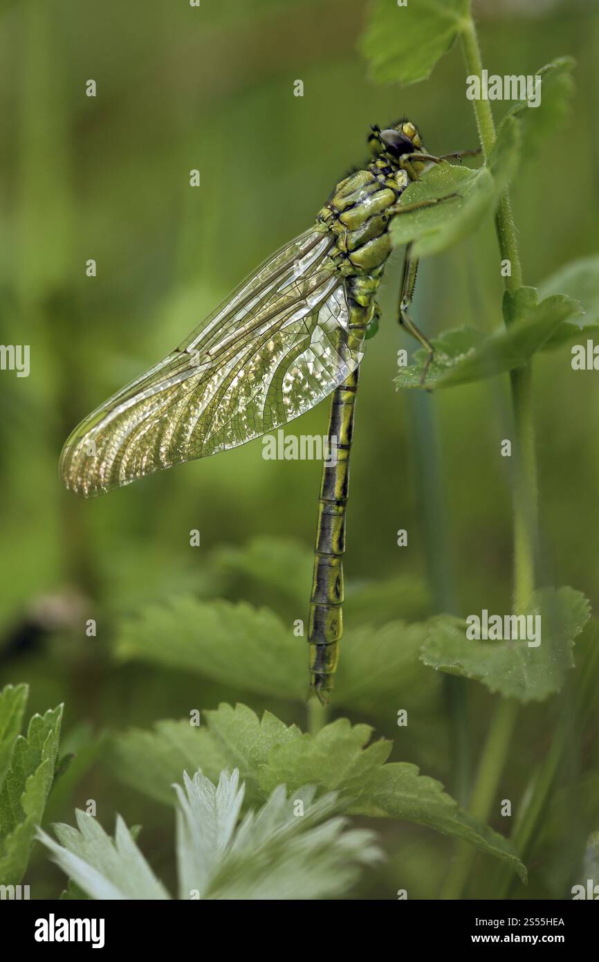 Western Clubtail, Western Clubtail, Gomphus pulchellus Stock Photo - Alamy