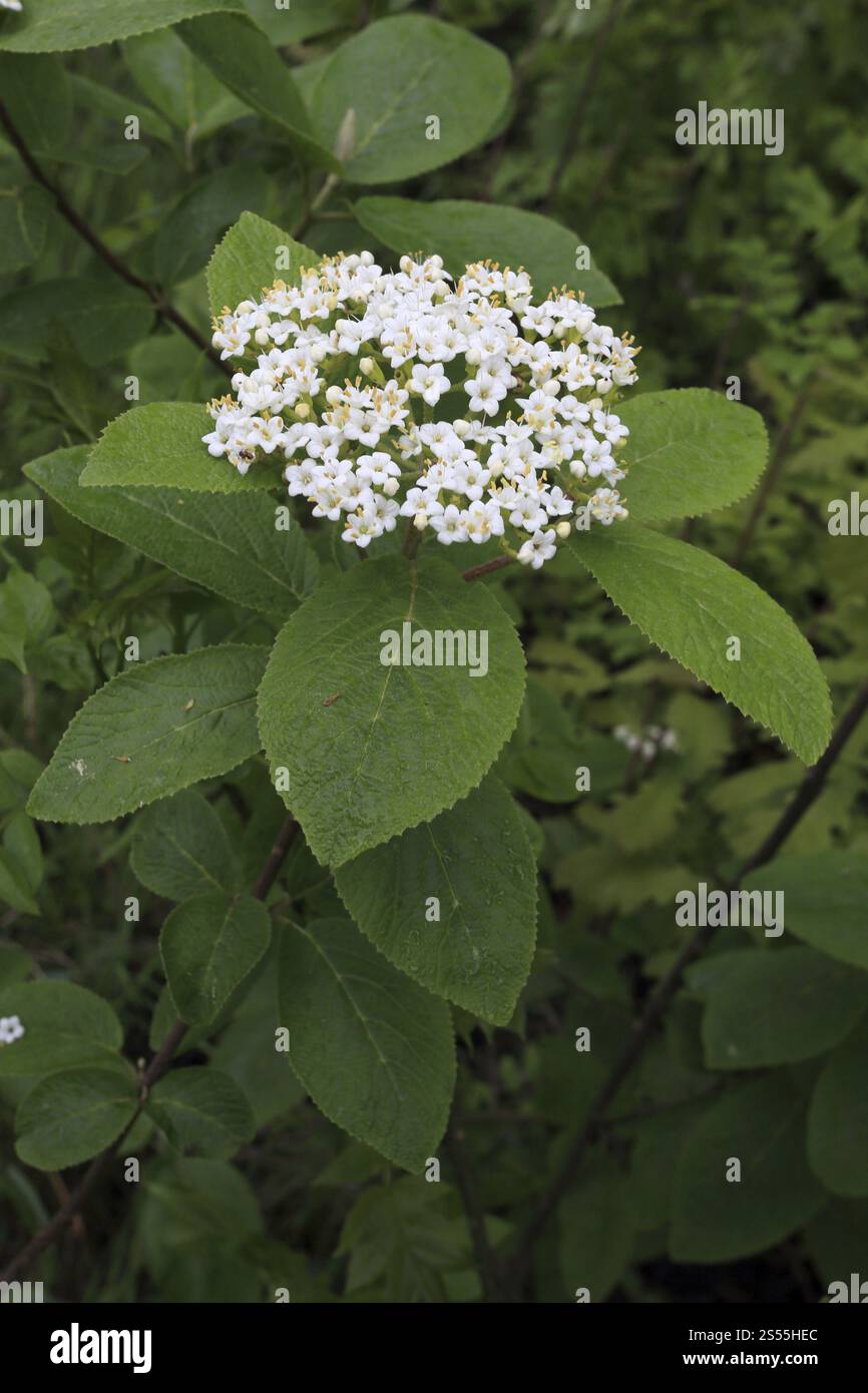 Viburnum lantana, Wayfaring Tree Stock Photo - Alamy