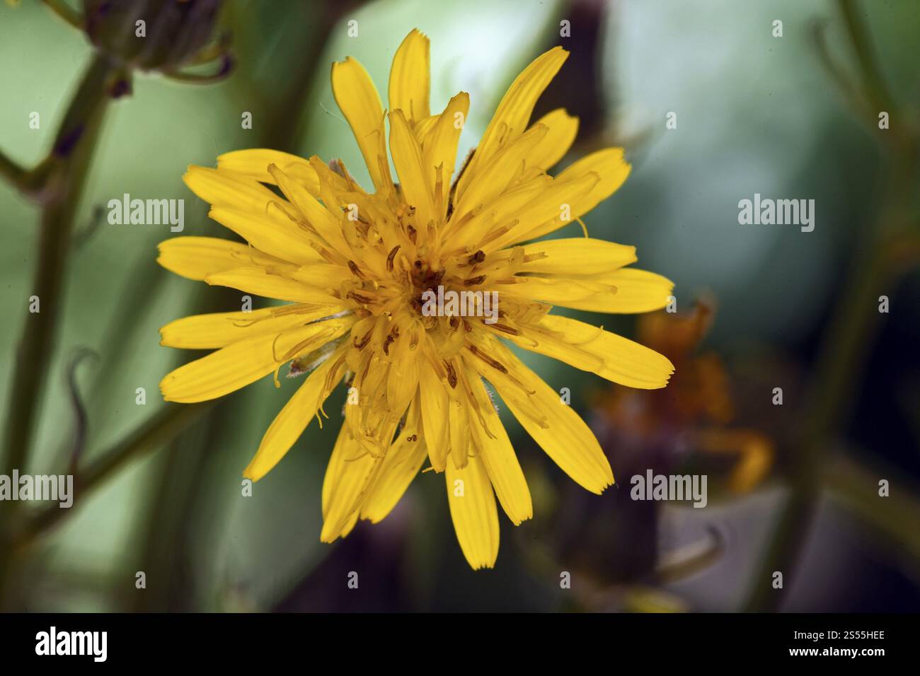 Meadow peacock, Crepis biennis, Rough Hawksbeard Stock Photo - Alamy