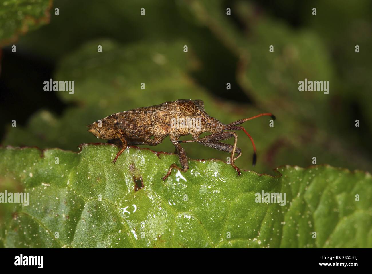 Leather bug, Coreus marginatus, dock bug Stock Photo - Alamy