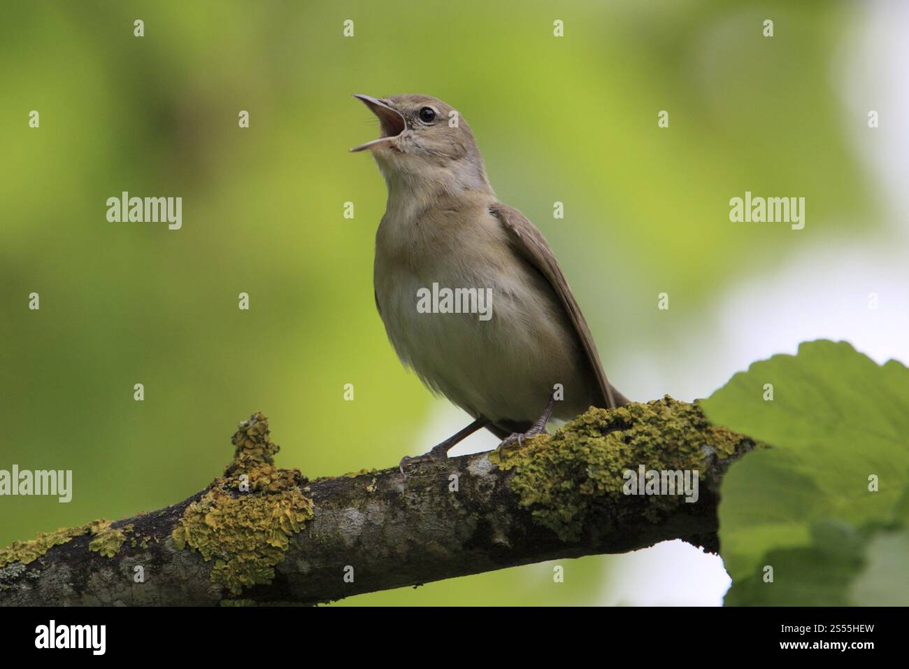 Sylvia borin, Garden Warbler Stock Photo - Alamy