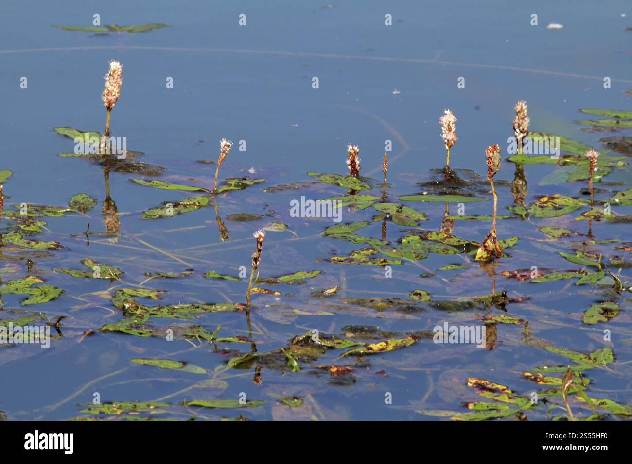 Water knotweet, Persicaria amphibia, water knotweed Stock Photo - Alamy