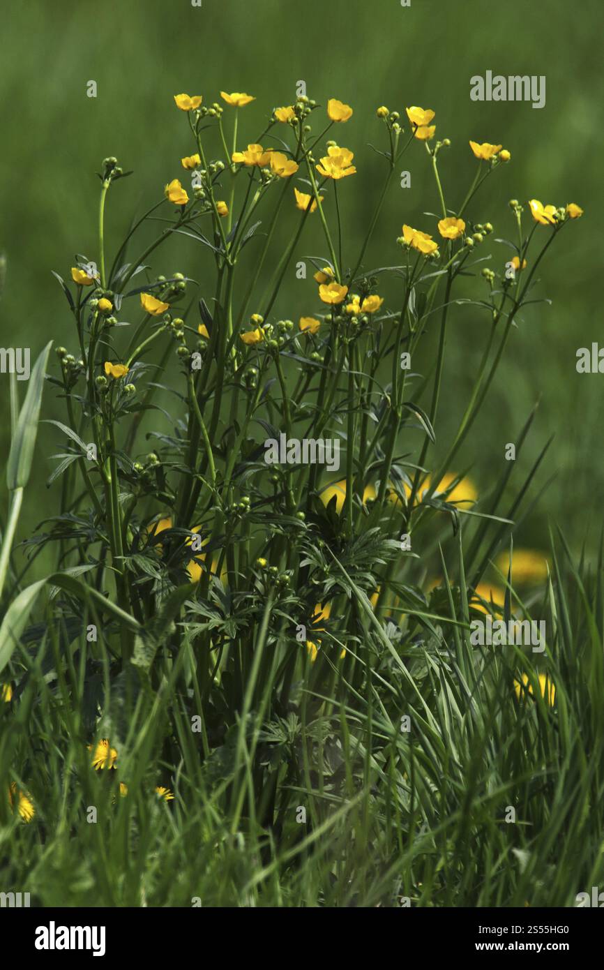 Spearworts buttercup flowers in hi-res stock photography and images - Alamy