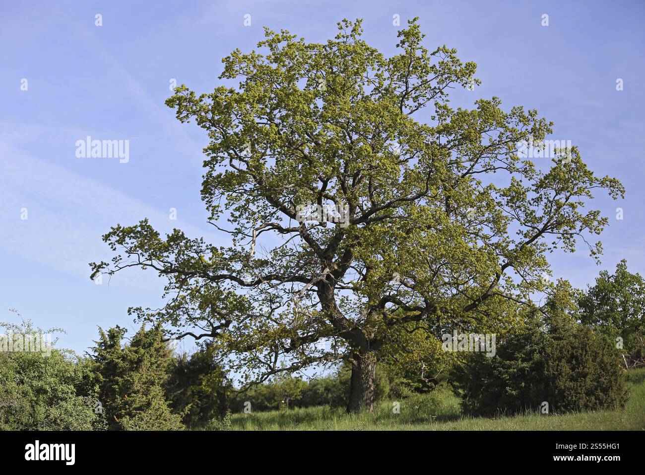 Sessile oak, Quercus petraea, sessile oak Stock Photo - Alamy