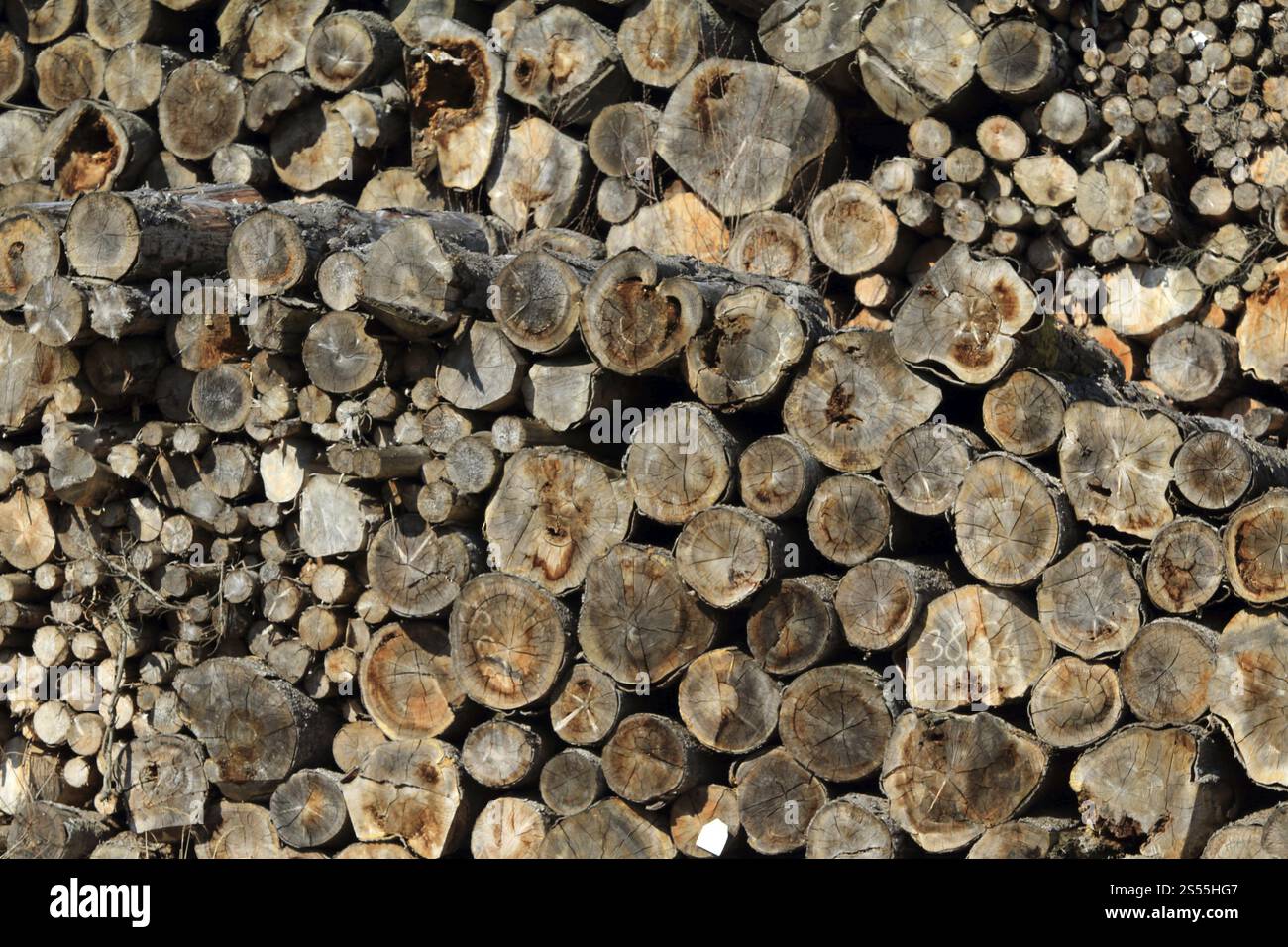 Log pile, log pile Stock Photo - Alamy