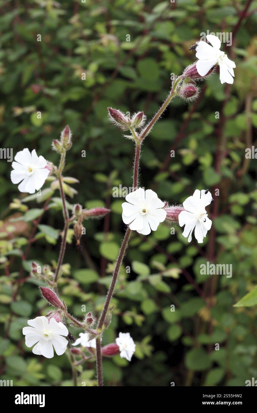 White Campion, Silene latifolia Stock Photo - Alamy