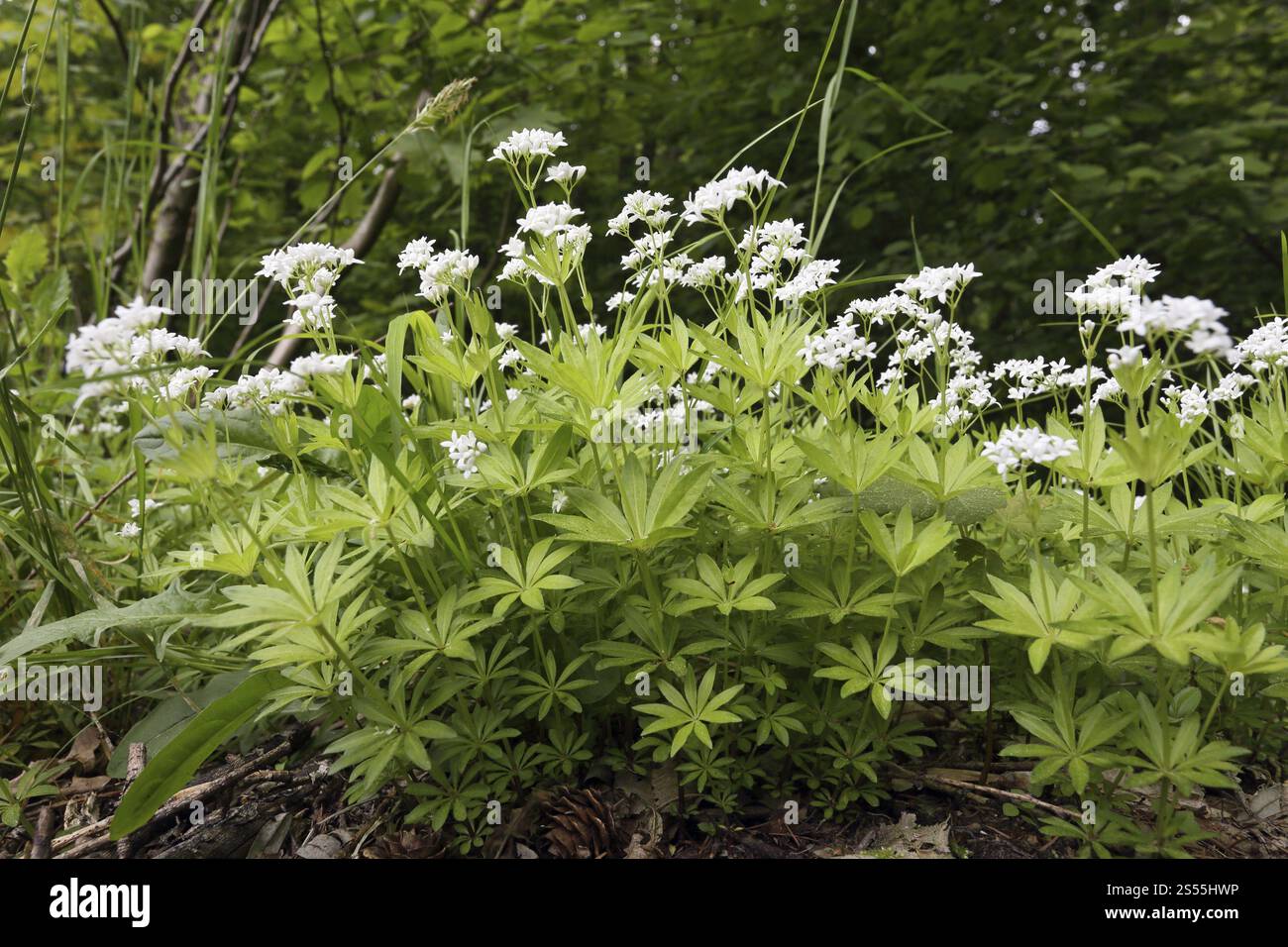 Sweetscented galium odoratum hi-res stock photography and images - Alamy