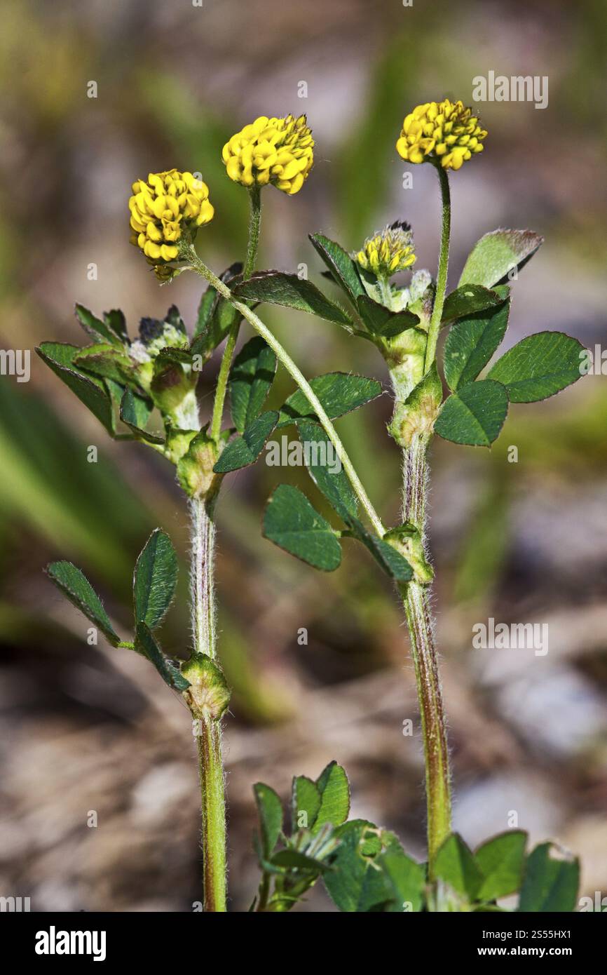 Thread clover, Trifolium dubium, Lesser hop trefoil Stock Photo - Alamy