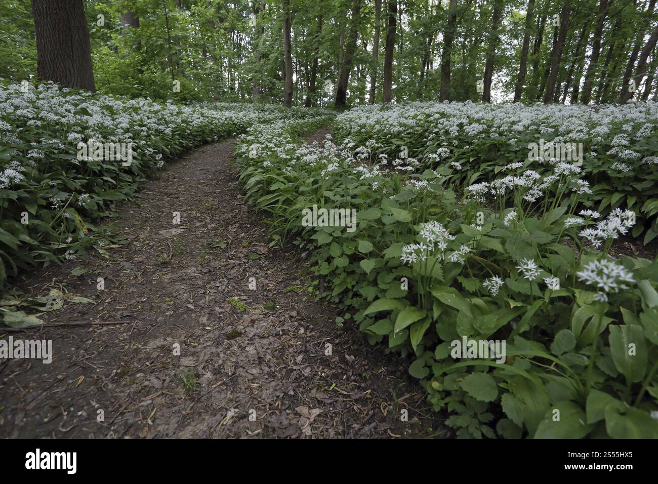 Forest path through wild garlic forest, Allium ursinum Stock Photo - Alamy