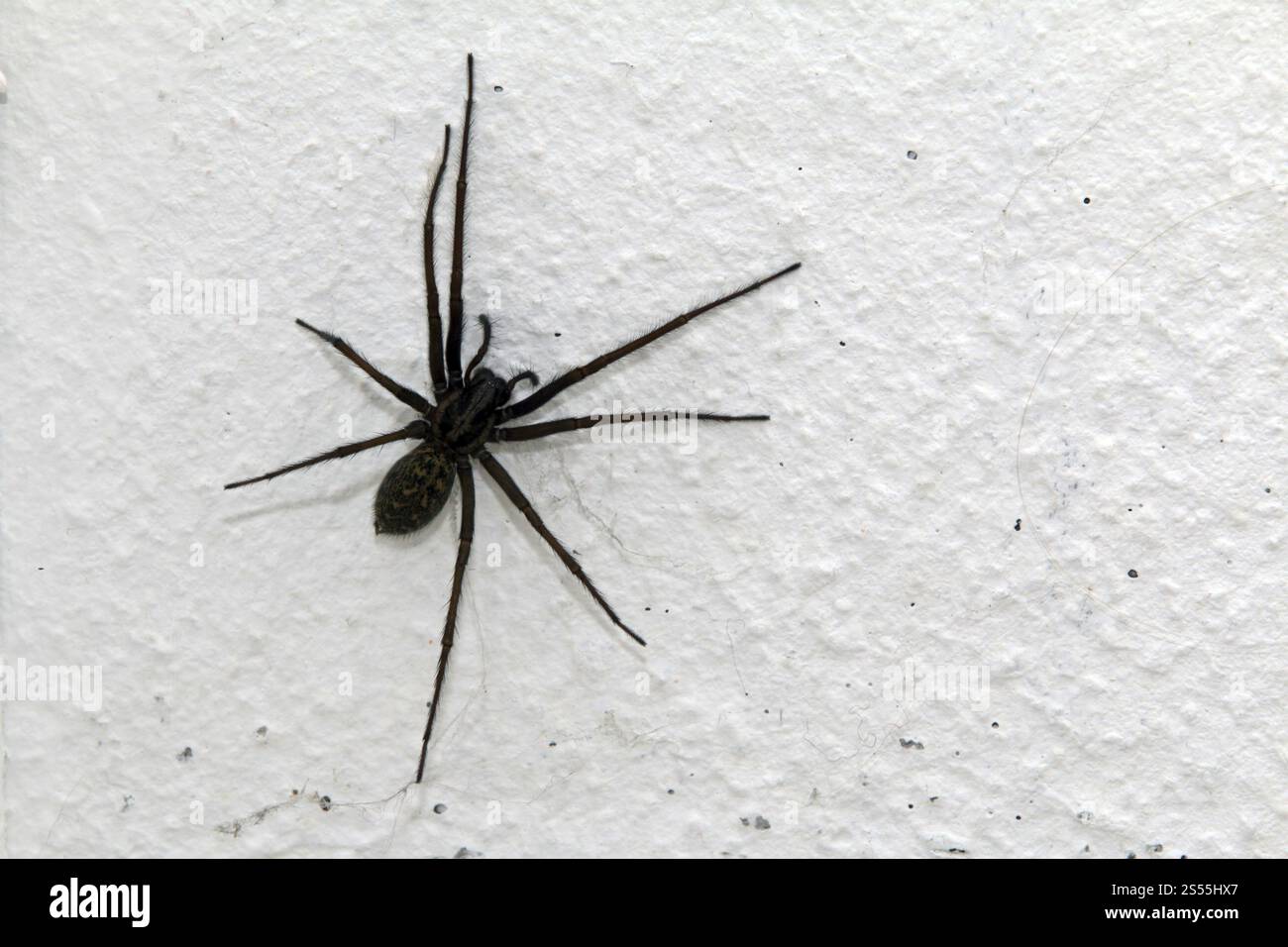 Eratigena atrica, giant house spider, Giant house spider Stock Photo ...