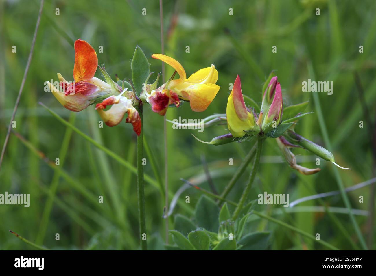 Lotus corniculatus, horn clover, bird's-foot trefoil Stock Photo - Alamy