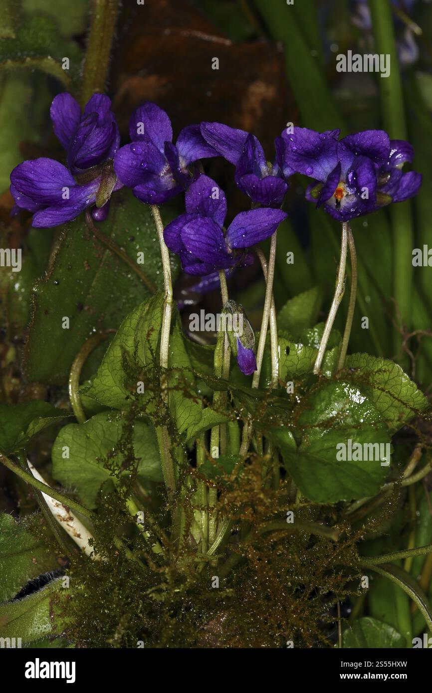 Violet wild plant hi-res stock photography and images - Alamy