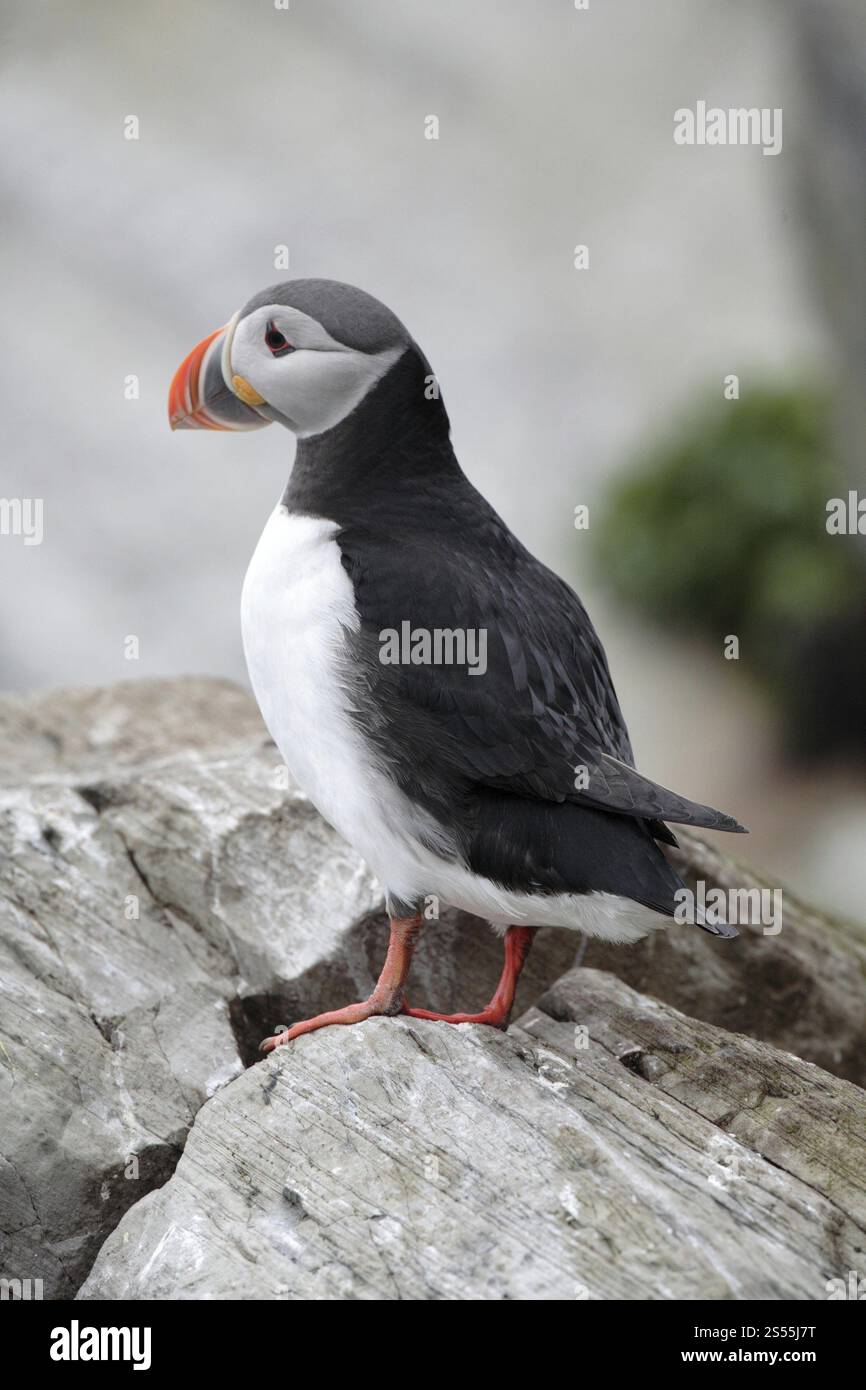 Puffin breeding grounds hi-res stock photography and images - Alamy