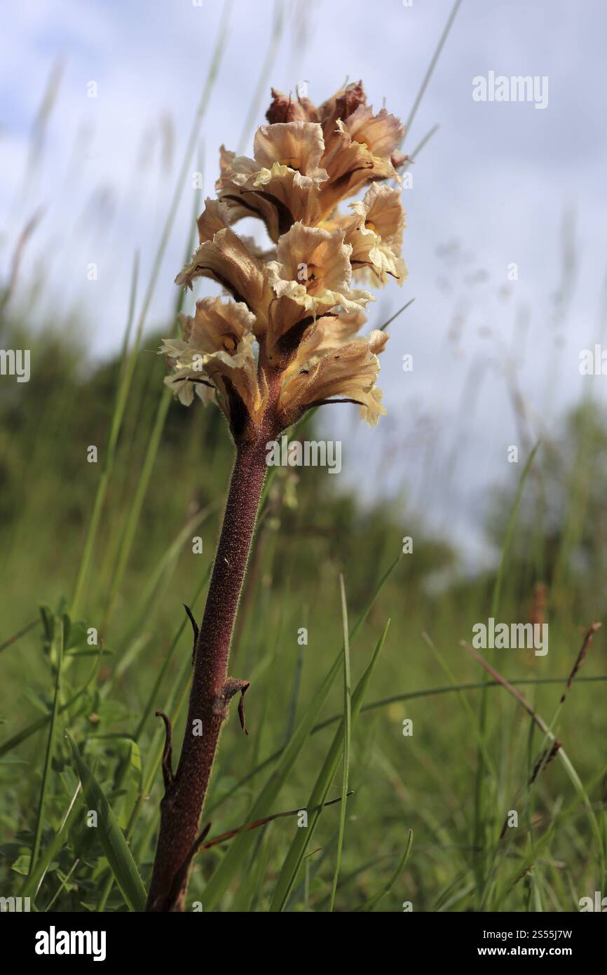 Yellow broomrape, Orobanche lutea, yellow freckle Stock Photo - Alamy