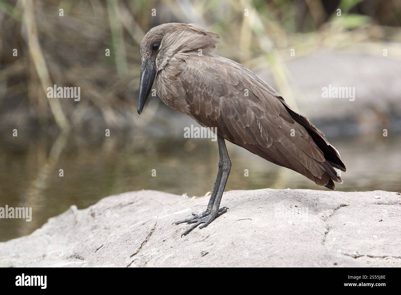 Hammerhead bird scopus umbretta hi-res stock photography and images - Alamy