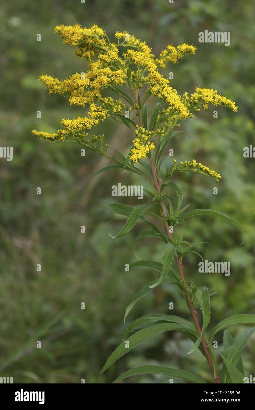 Solidago canadensis, Solidago canadensis Stock Photo - Alamy
