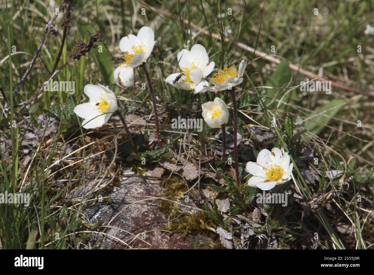 White dryas, Dryas octopetala, White dryad Stock Photo - Alamy