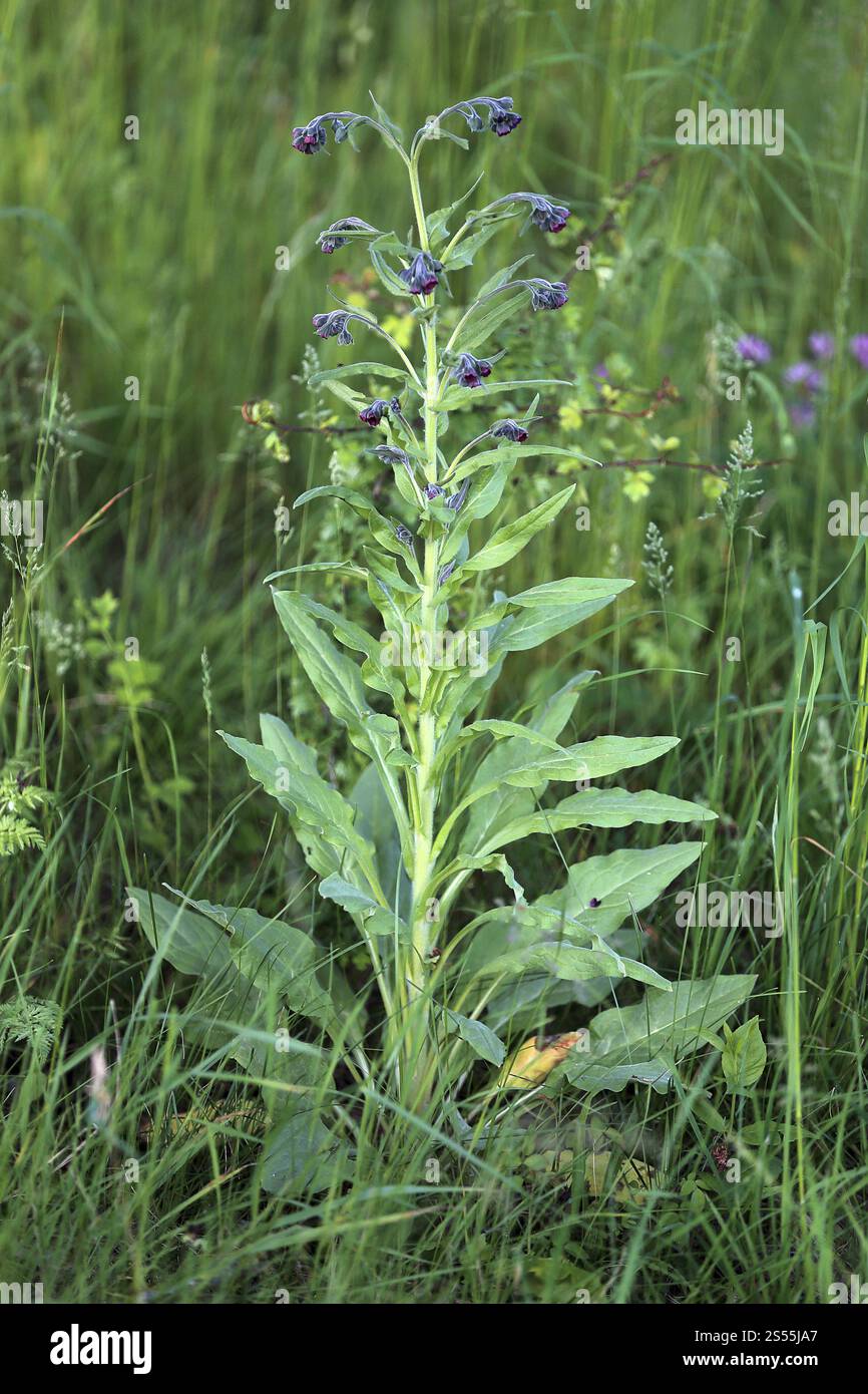 Houndstongue, Cynoglossum officinale, true hound's tongue Stock Photo ...