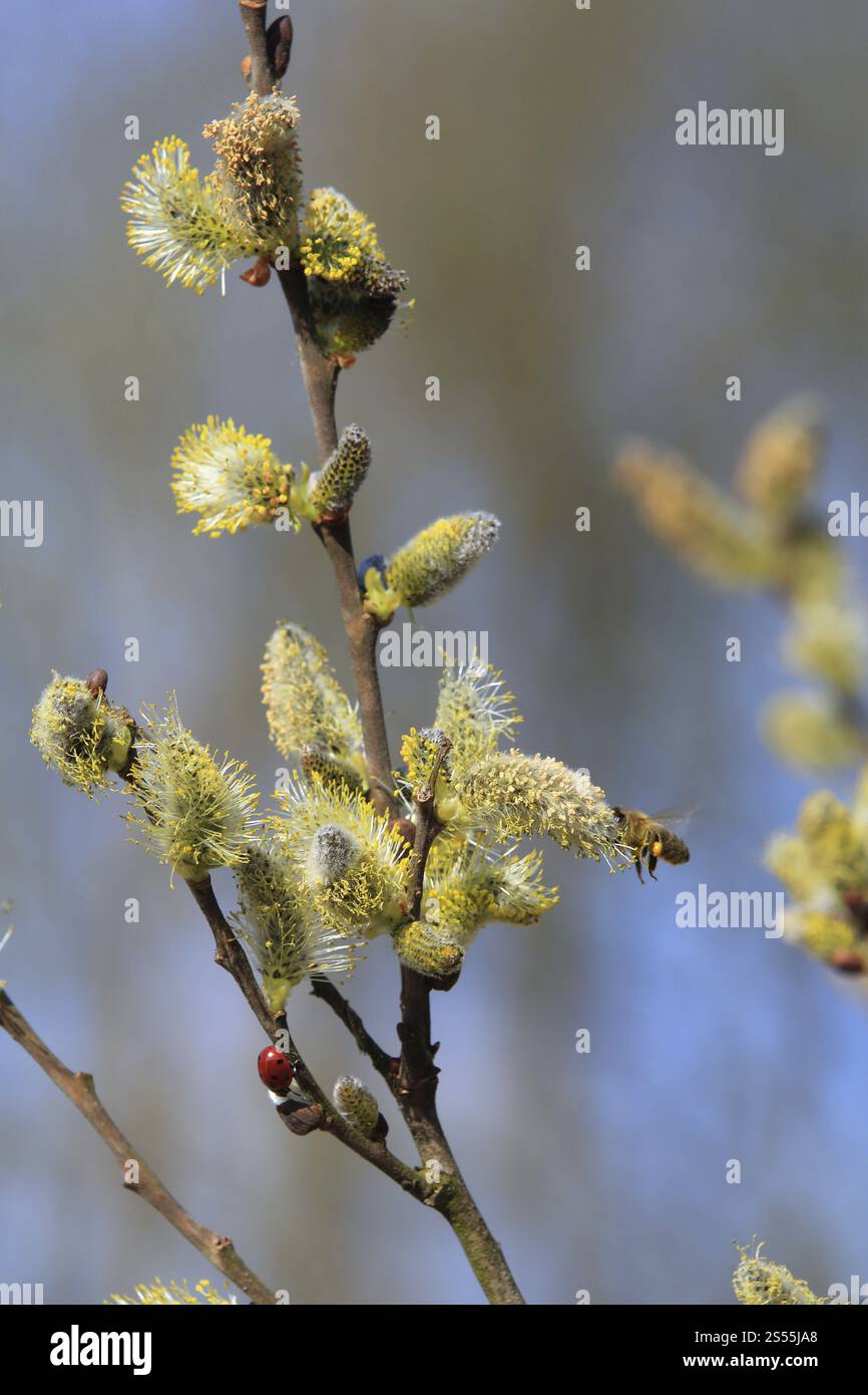 Goat willow catkins, Salix caprea, Salix willow Stock Photo - Alamy