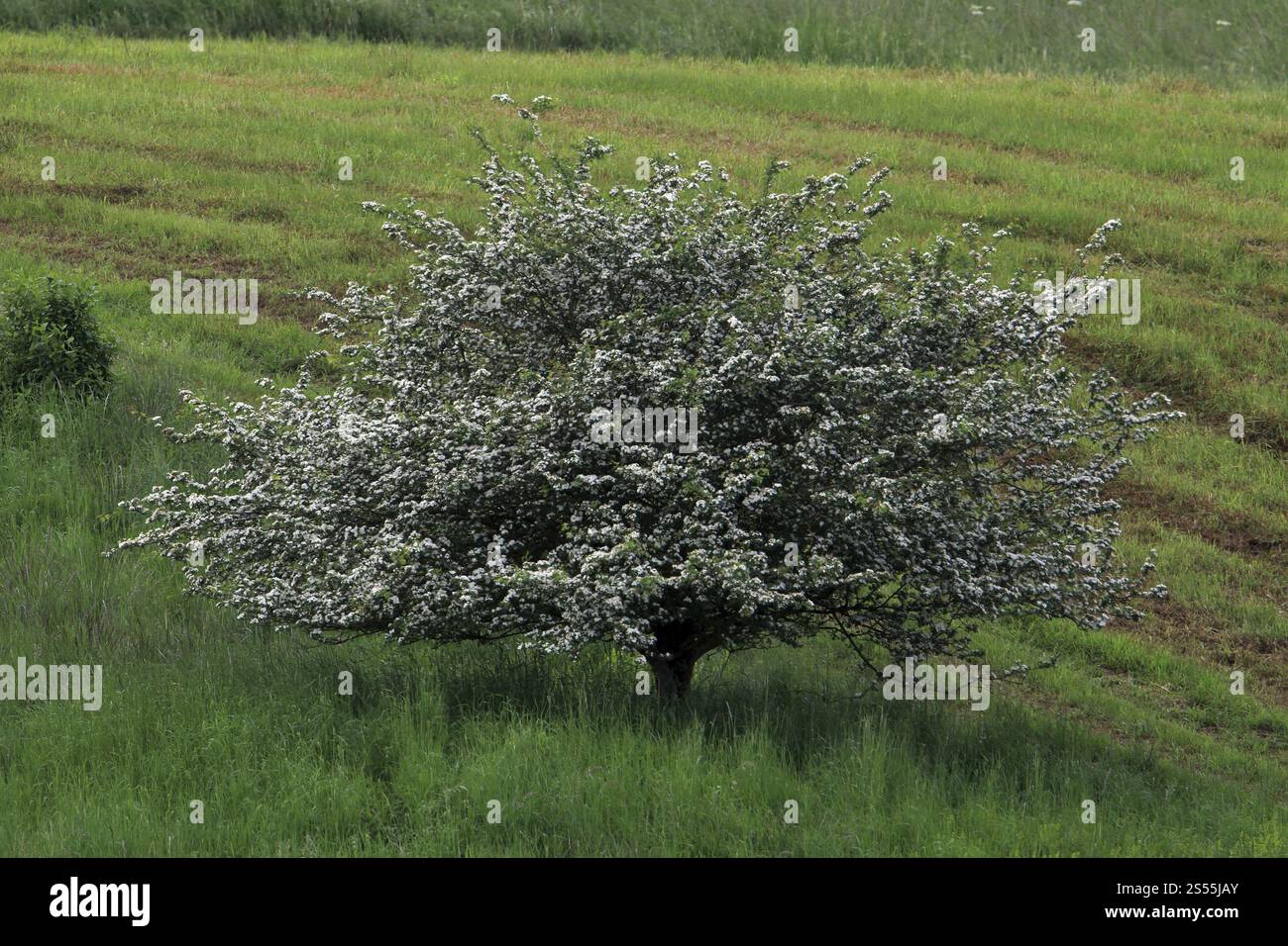 Hawthorn, Crataegus laevigata, hawthorn Stock Photo - Alamy