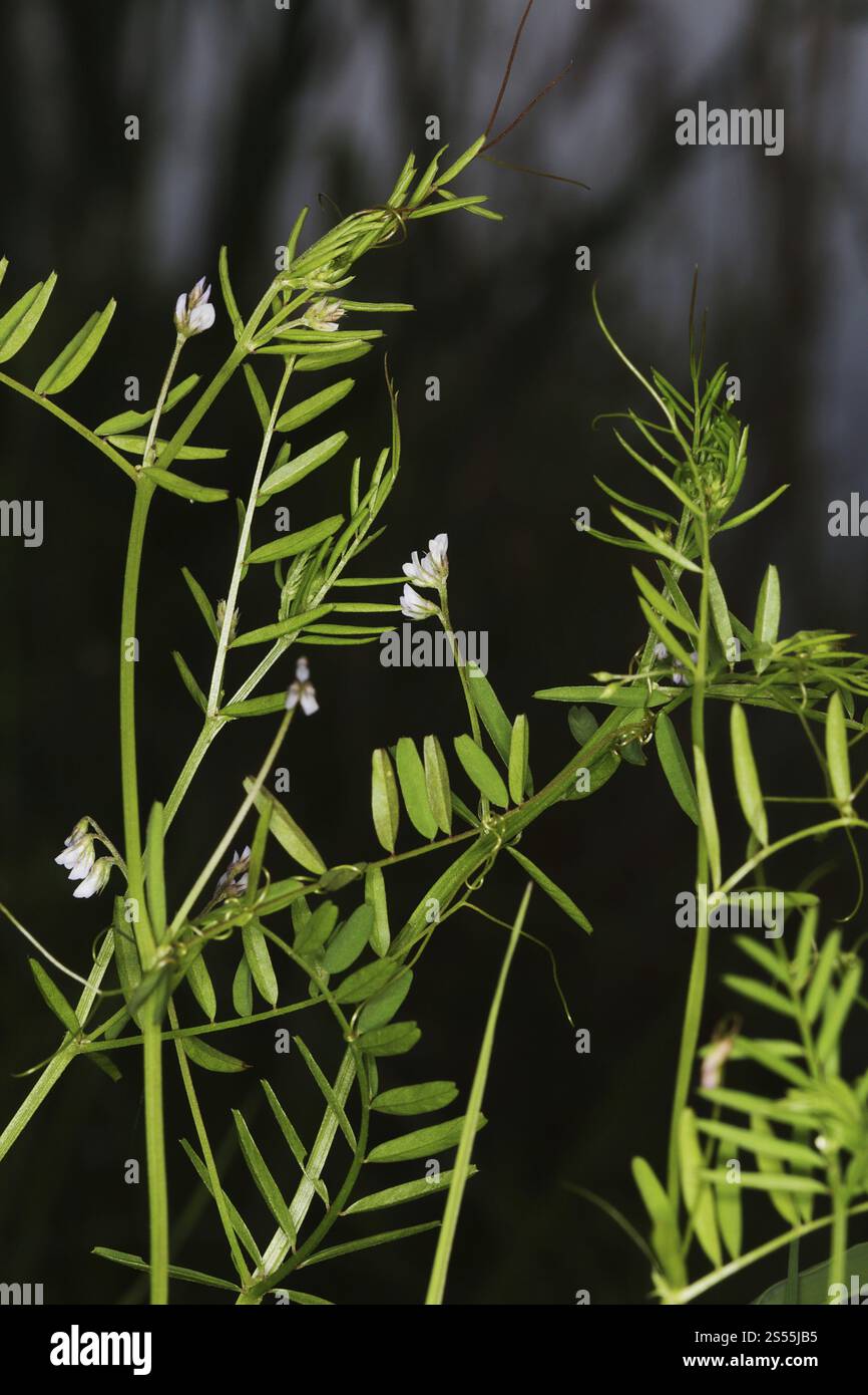 Vicia hirsuta, Vicia hirsuta, hairy vetch, tiny vetch Stock Photo - Alamy