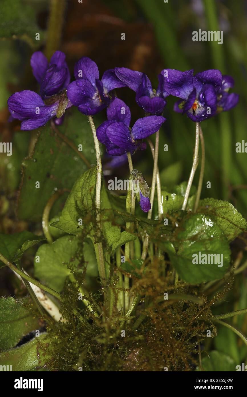Wood violet, Viola odorata, March violet Stock Photo - Alamy