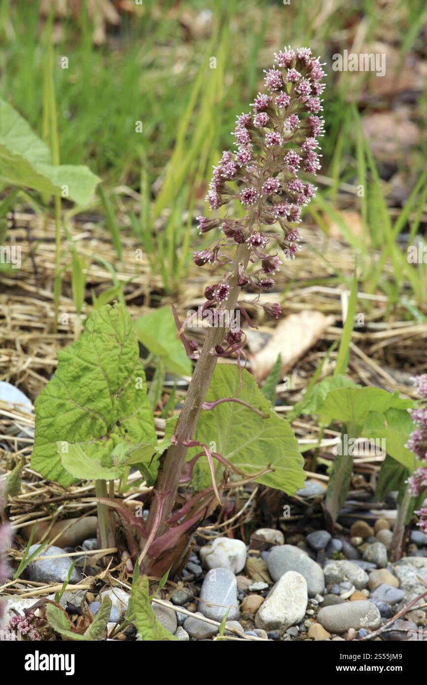 Common butterbur, Petasites hybridus Stock Photo - Alamy