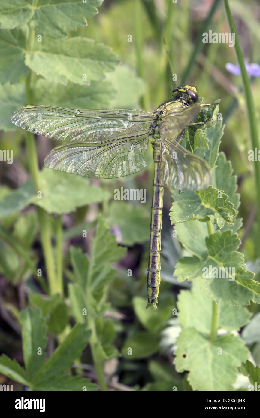 Western Clubtail, Gomphus pulchellus, Western Clubtail Stock Photo - Alamy