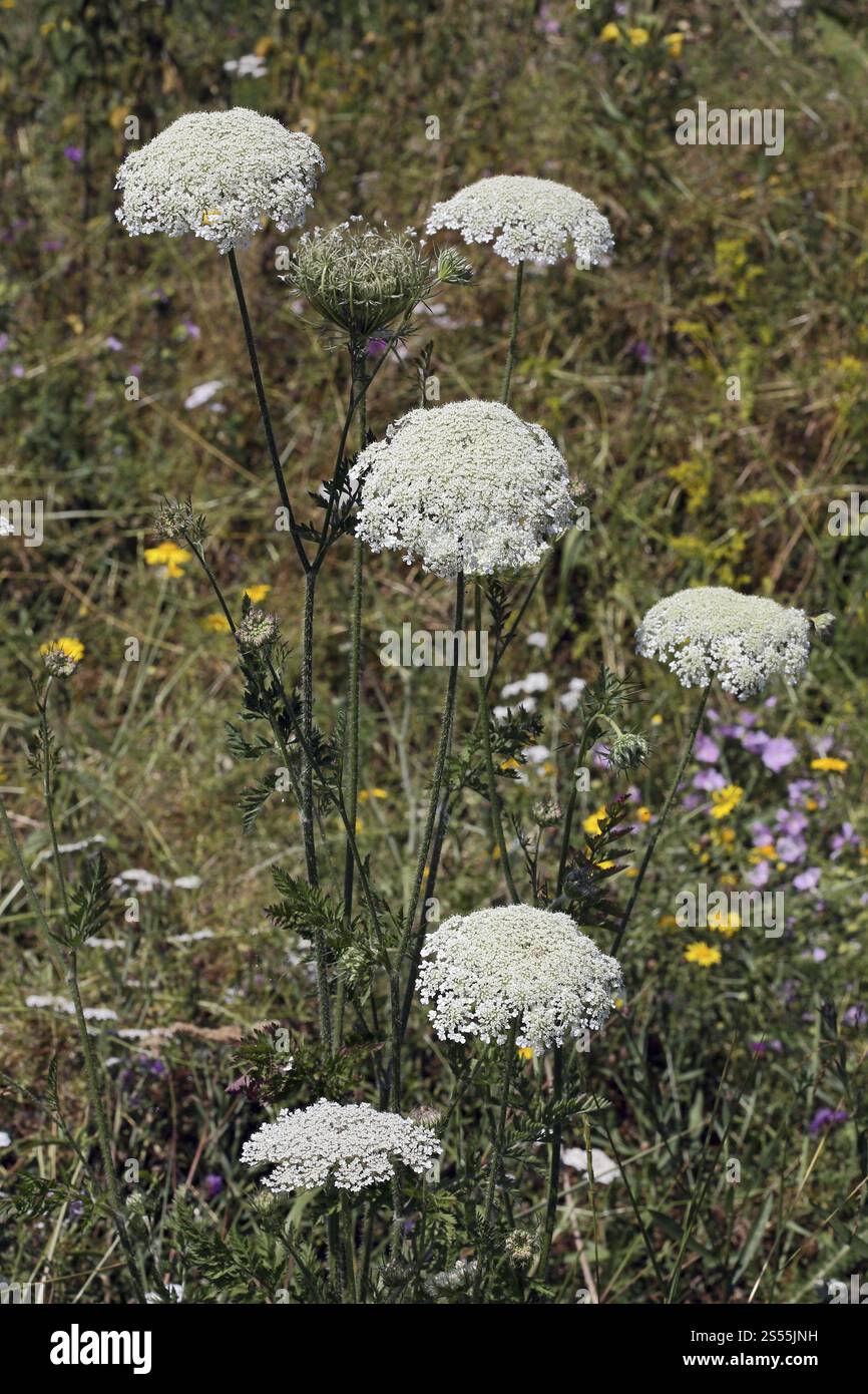 Wild carrot, Daucus carota, Wild Carrot Stock Photo - Alamy