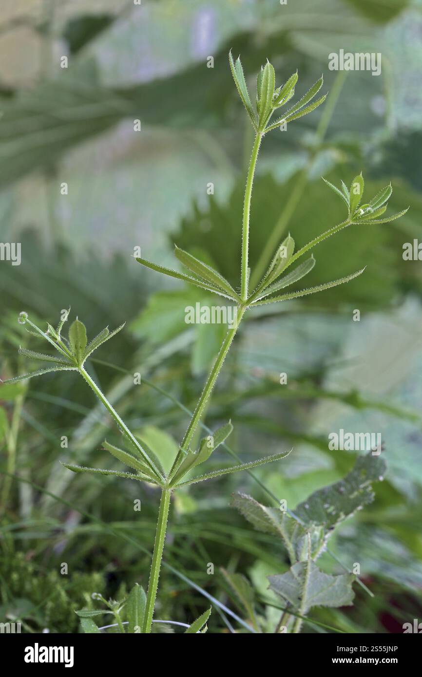 Cleavers, stickywilly, Galium aparine, stickywilly Stock Photo - Alamy