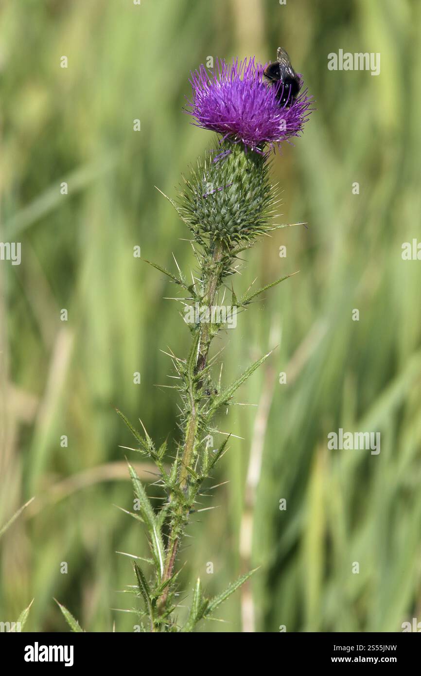 Cirsium vulgare Spear Thistle, Spear Thistle Stock Photo - Alamy