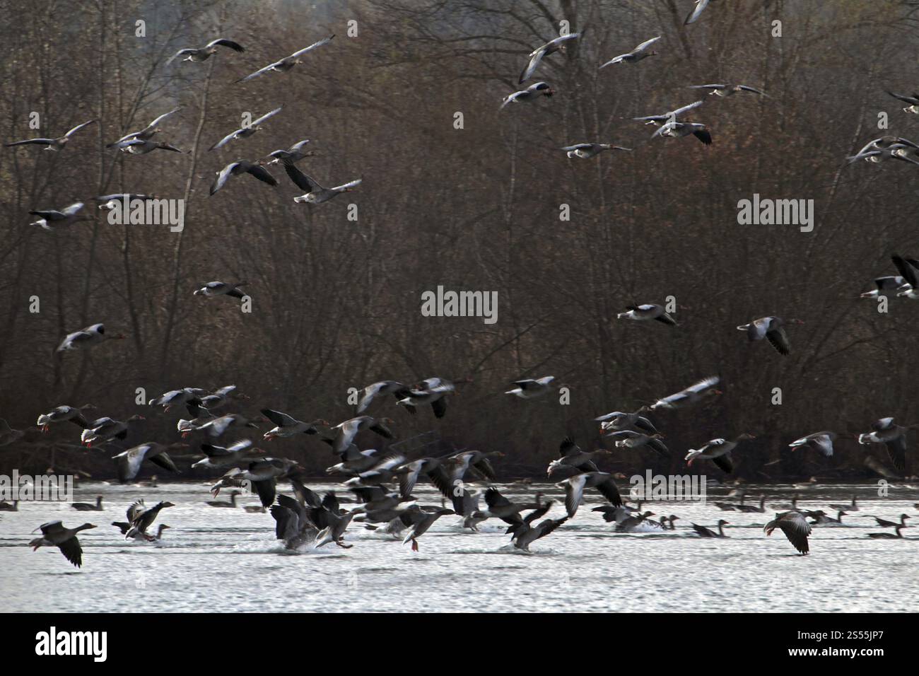 German people migrating hi-res stock photography and images - Alamy