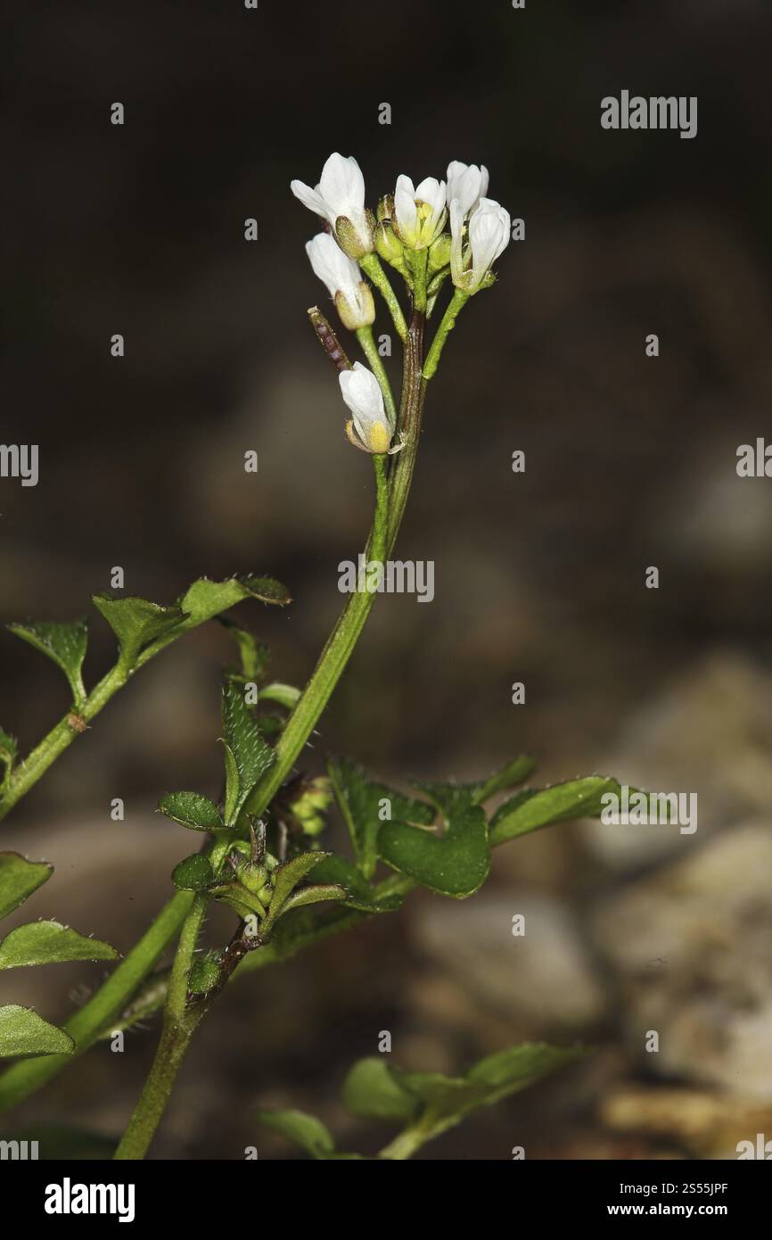 Hairy bitter cresses hi-res stock photography and images - Alamy