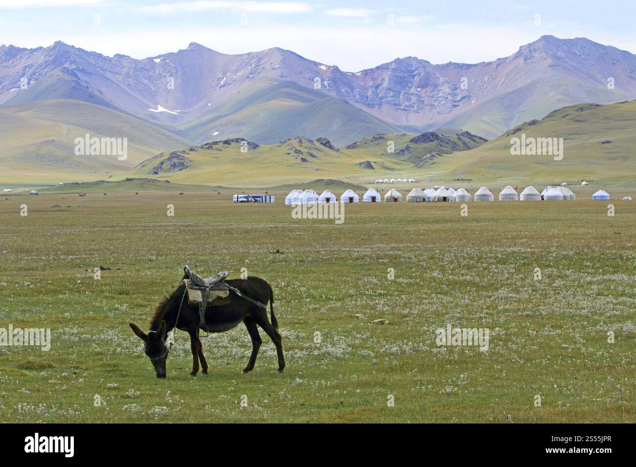 Mule and yurt camp at Lake Songkoel (Son Kul, Song Kol), Kyrgyzstan ...