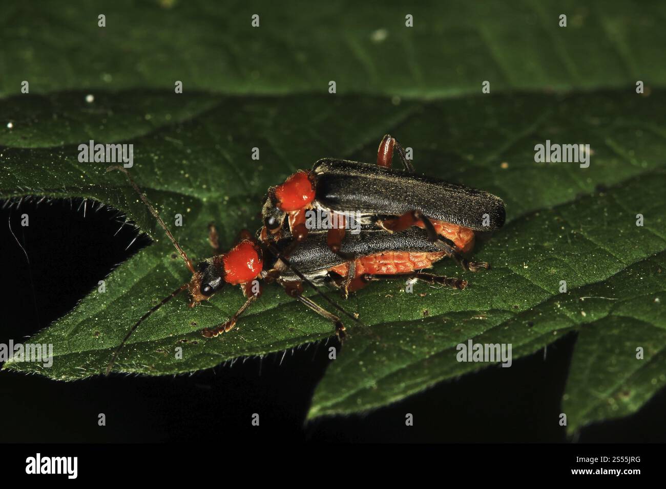 Soldier beetle, Cantharis pellucida, red-black soft-bodied beetle Stock ...