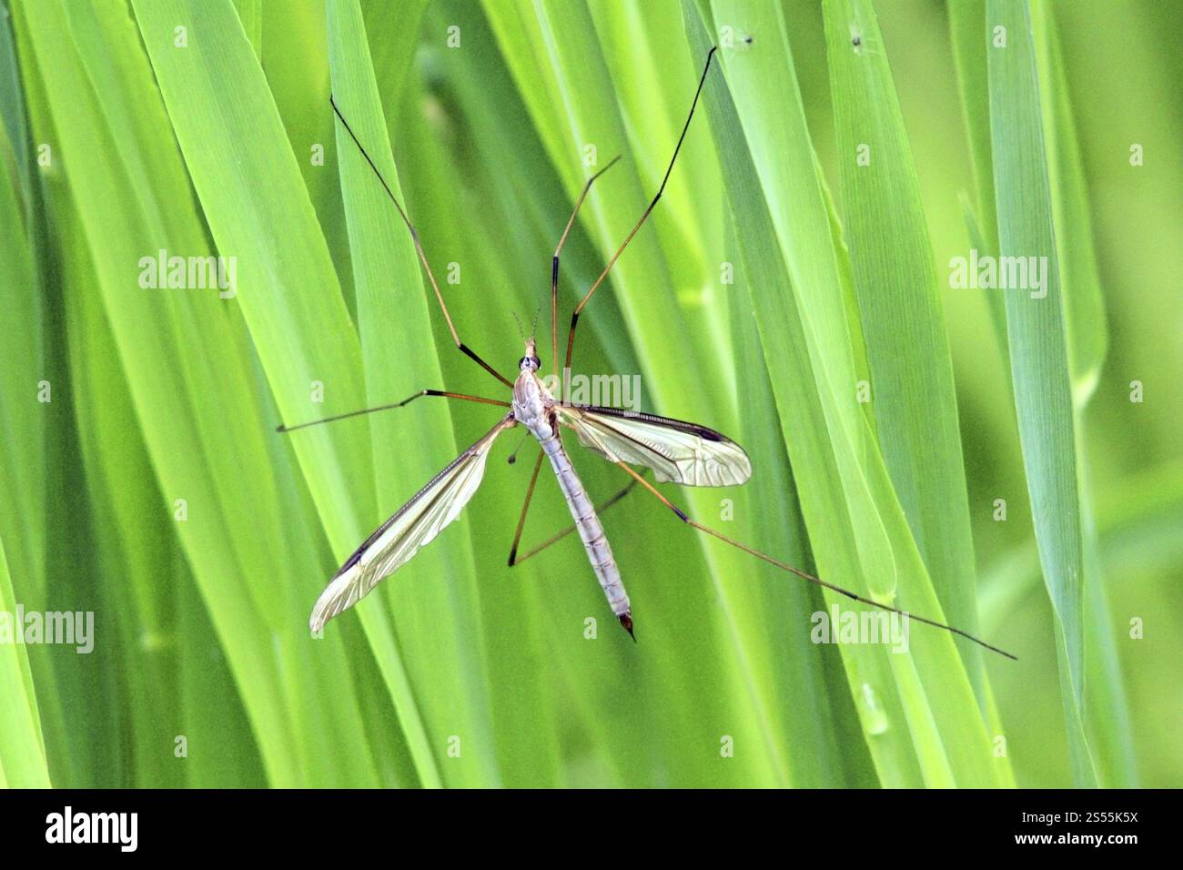 Tipula paludosa, Meadow snake, Crane fly Stock Photo - Alamy