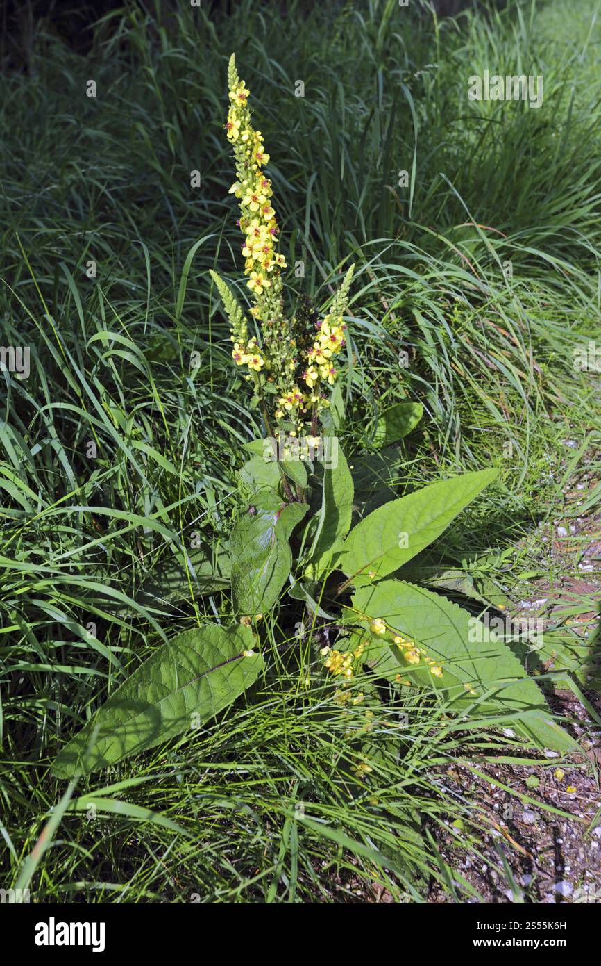 Dark mullein, Verbascum nigrum, dark mullein Stock Photo - Alamy