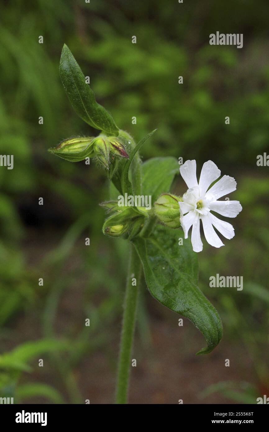 White campion, Silene latifolia, White Campion Stock Photo - Alamy