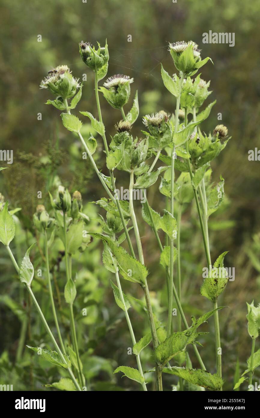 Cabbage thistle, Cirsium oleraceum, cabbage thistle Stock Photo - Alamy