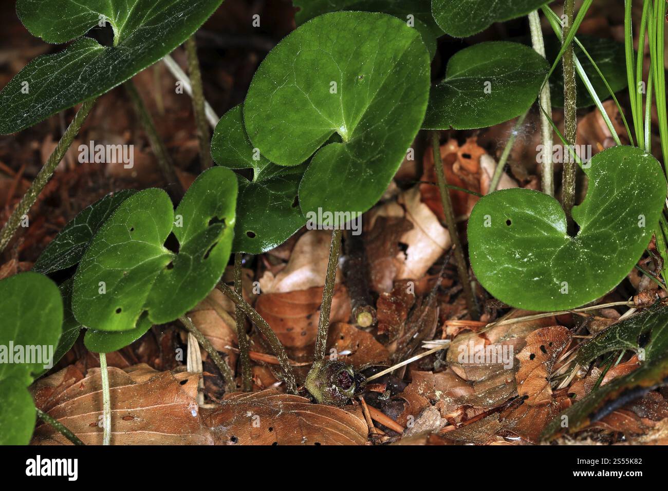 Hazelwort, Asarum europaeum, hazel root Stock Photo - Alamy