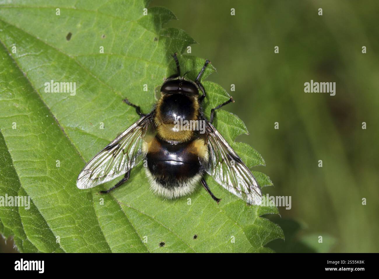 Volucella bombylans, bumblebee hoverfly, hover fly Stock Photo - Alamy