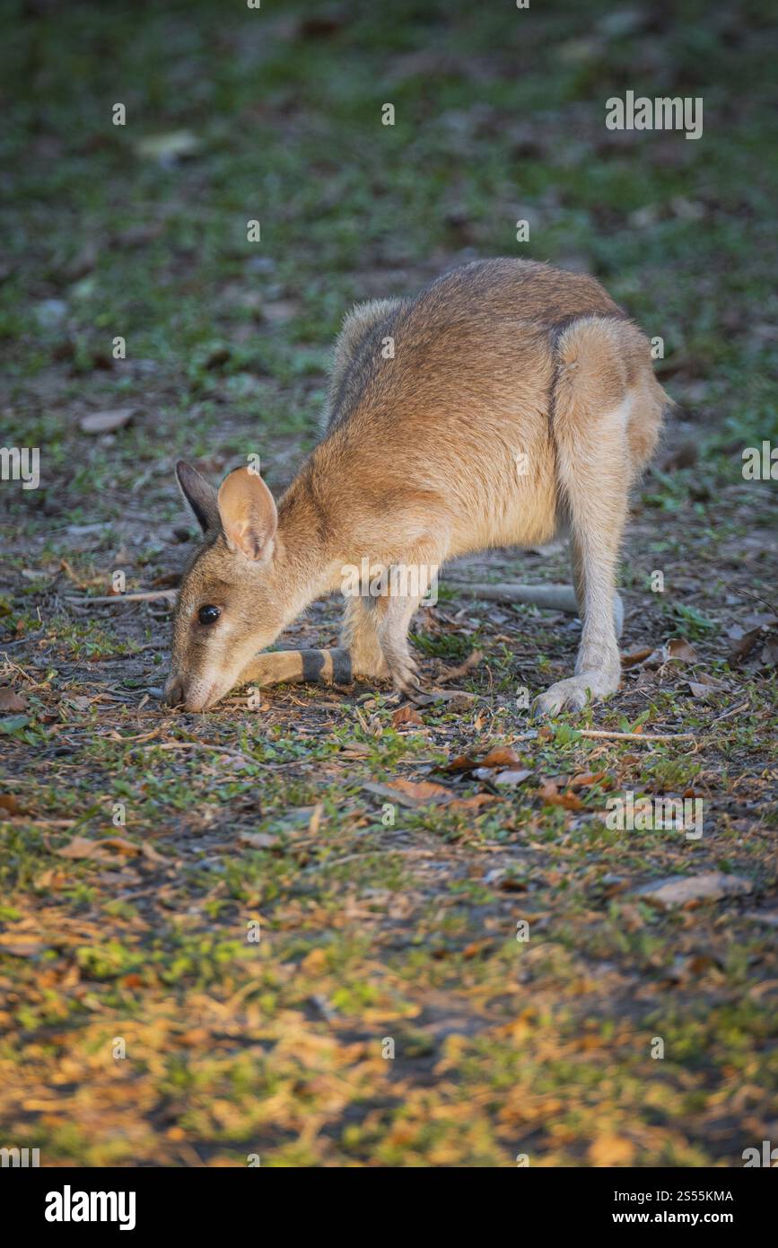 Agile Wallaby (Notamacropus agilis), Mary River National Park, Northern ...