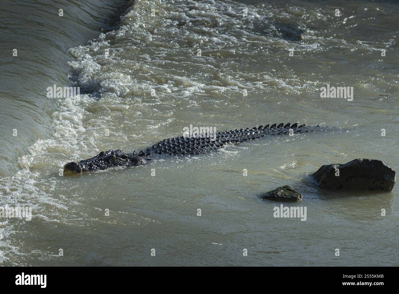 Saltwater crocodile, also known as saltie (Crocodylus porosus) at the ...